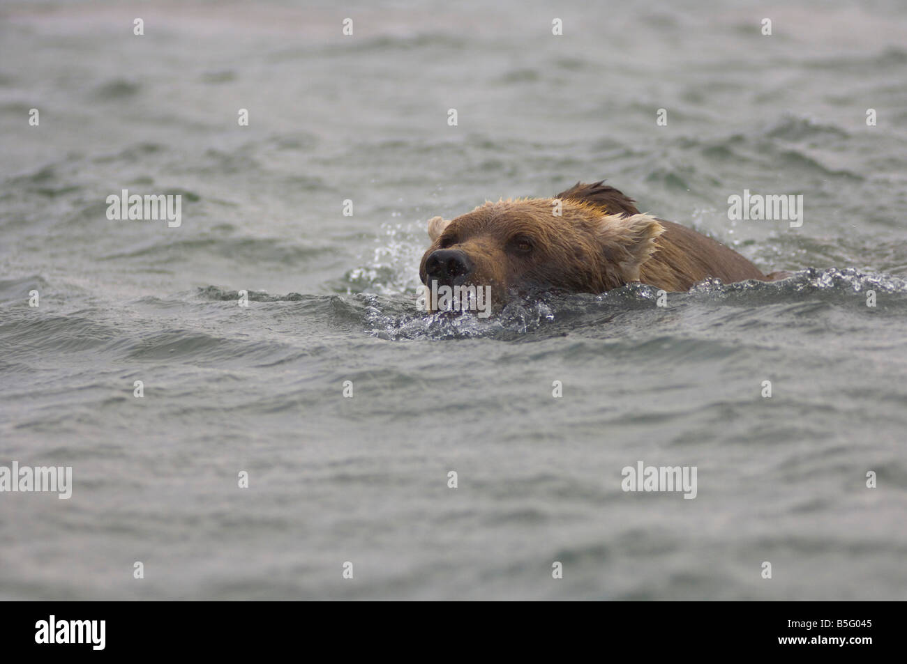 Arctic grizzly bear Ursus arctos boar swimming towards boat, Arctic ...