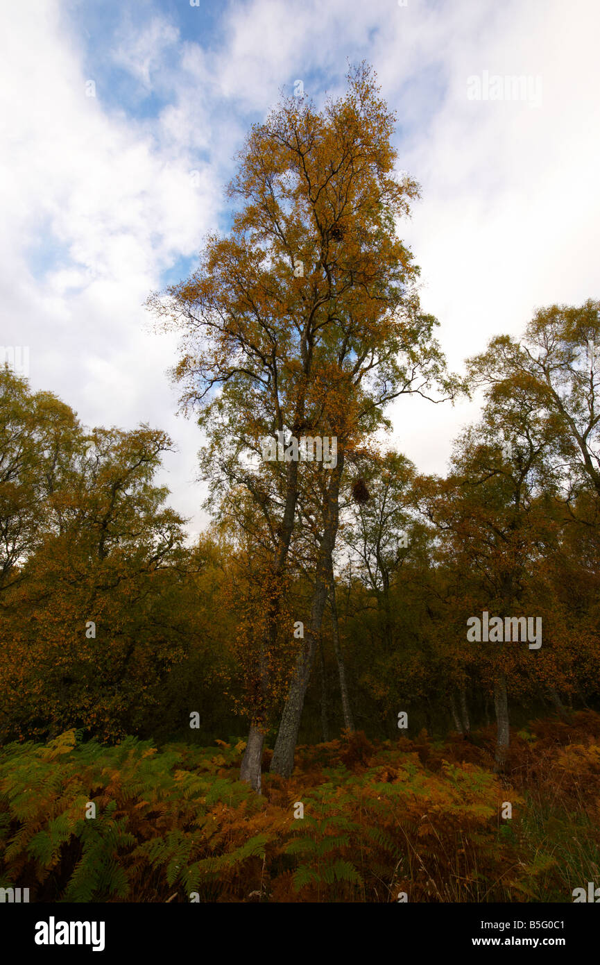 Burn O VAT Muir of Dinnet National Nature Reserve Scotland UK in the ...