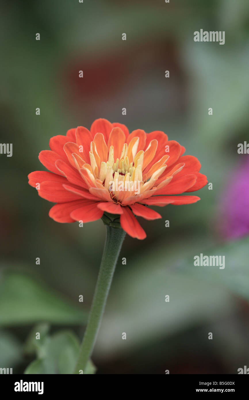 Single red flower hi-res stock photography and images - Alamy