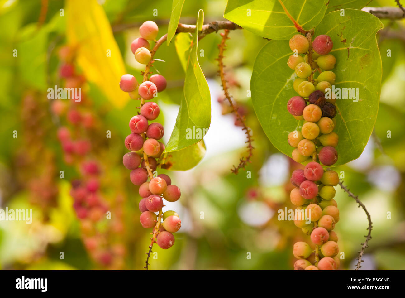 Sea grape coccoloba uvifera hi-res stock photography and images - Alamy