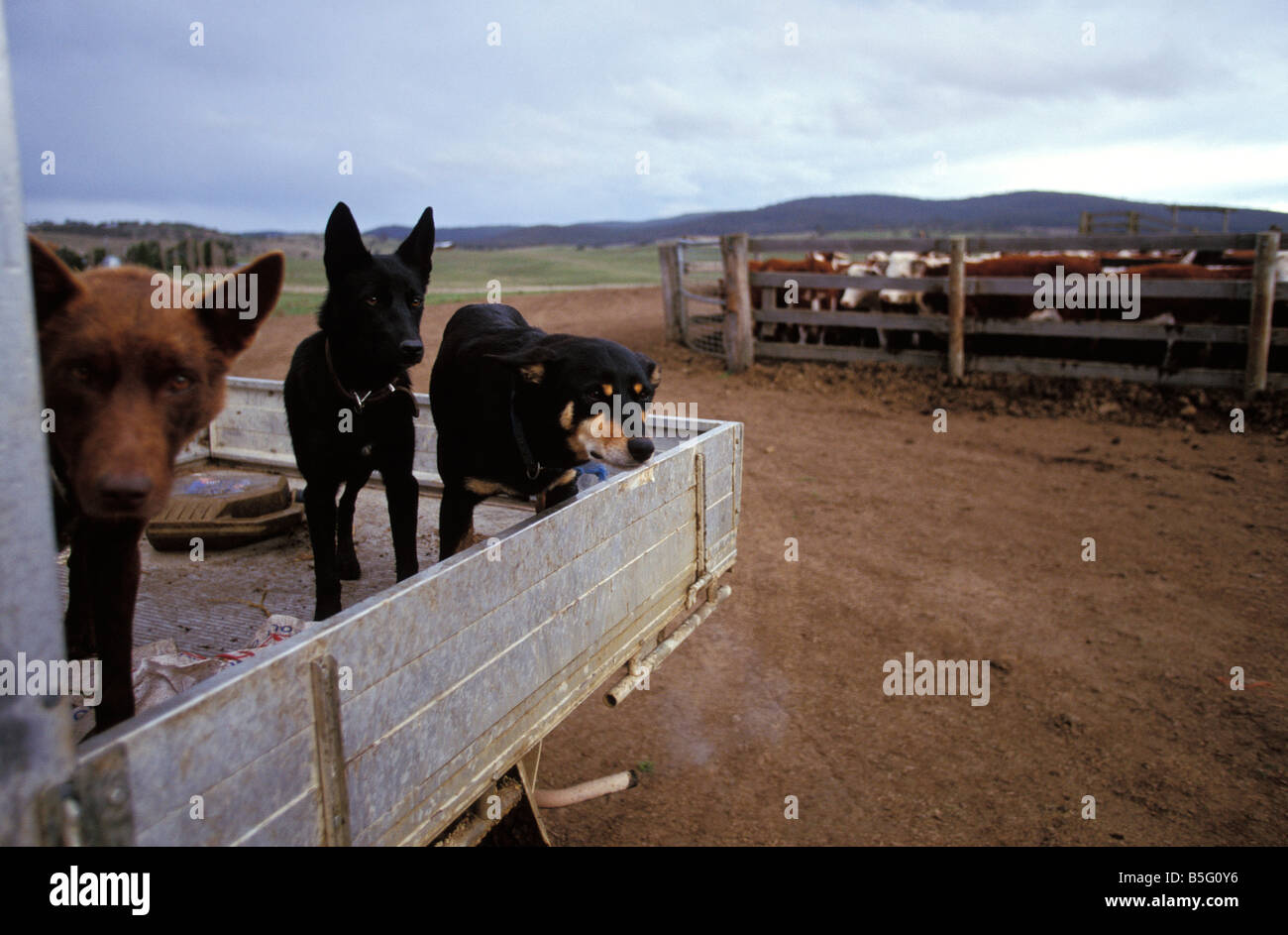 Cattle Truck Australia Stock Photos & Cattle Truck Australia Stock ...