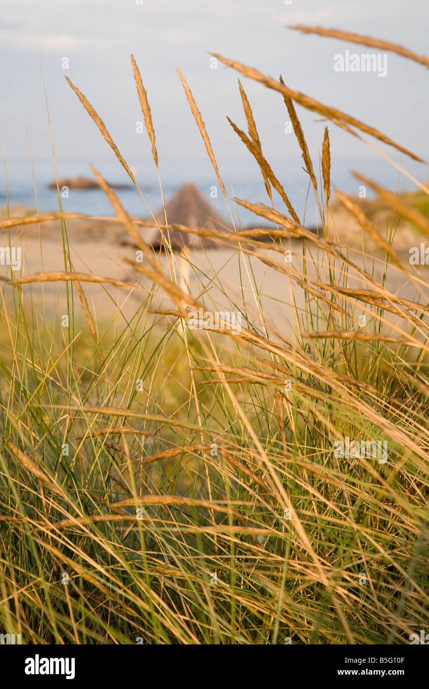 Wild Grass on Beach, Galicia, Spain Stock Photo - Alamy
