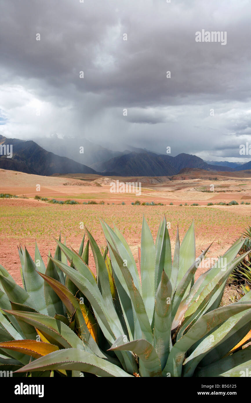 Sacred Valley Landscape with Storm and Agave plant Stock Photo - Alamy
