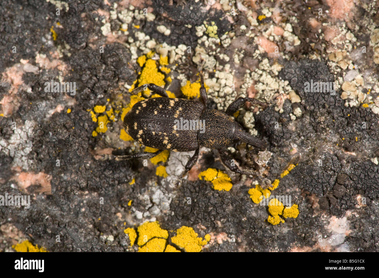 Pine weevil Hylobius abietis on lichen covered rock Stock Photo - Alamy