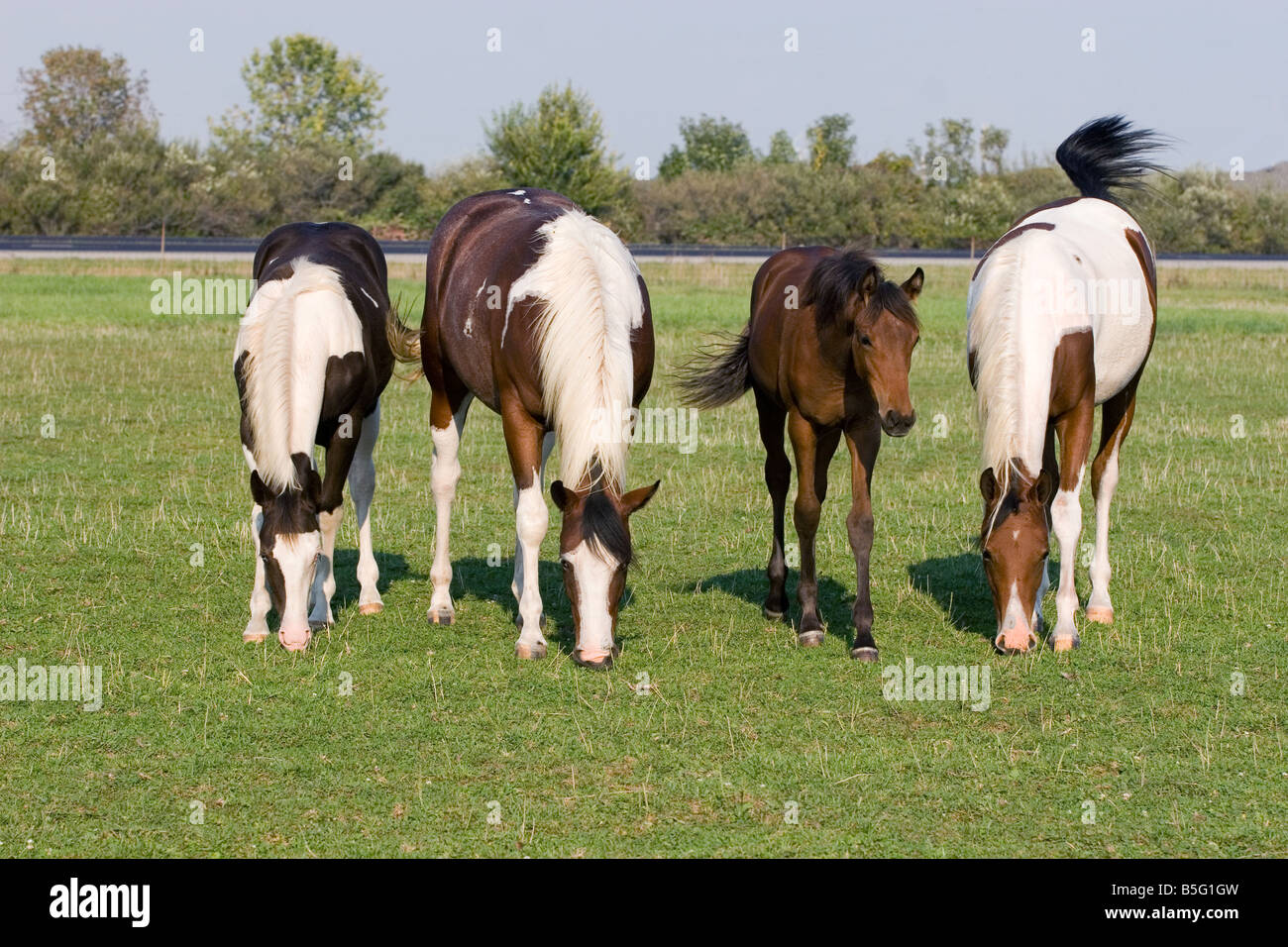 4 horses in field hi-res stock photography and images - Alamy