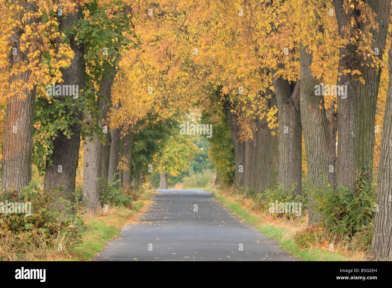 Old lime trees lane in autumn.Tilia cordata Stock Photo - Alamy