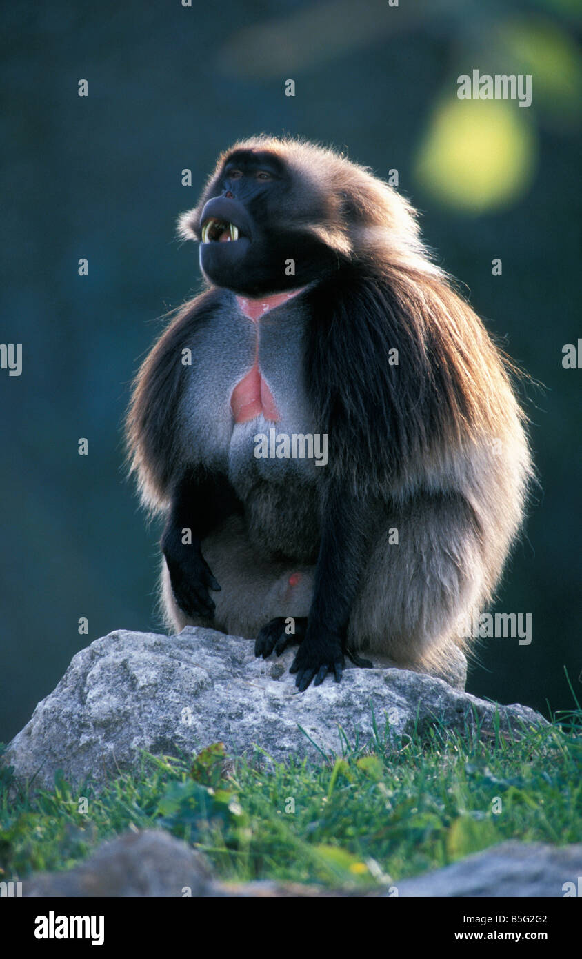 Gelada Baboon Theropithecus gelada Male animal animals baboon baboons ...