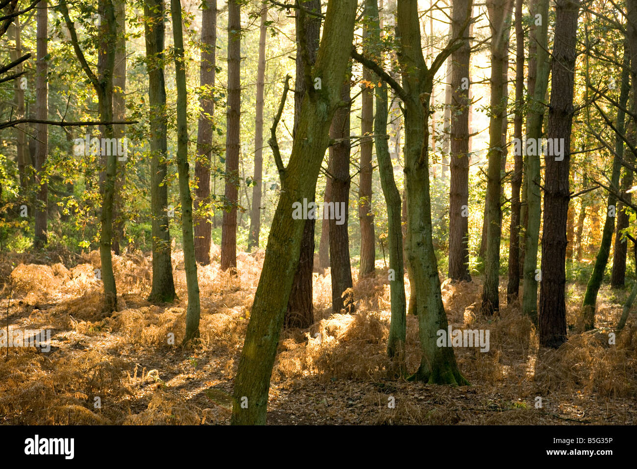 English forest hi-res stock photography and images - Alamy