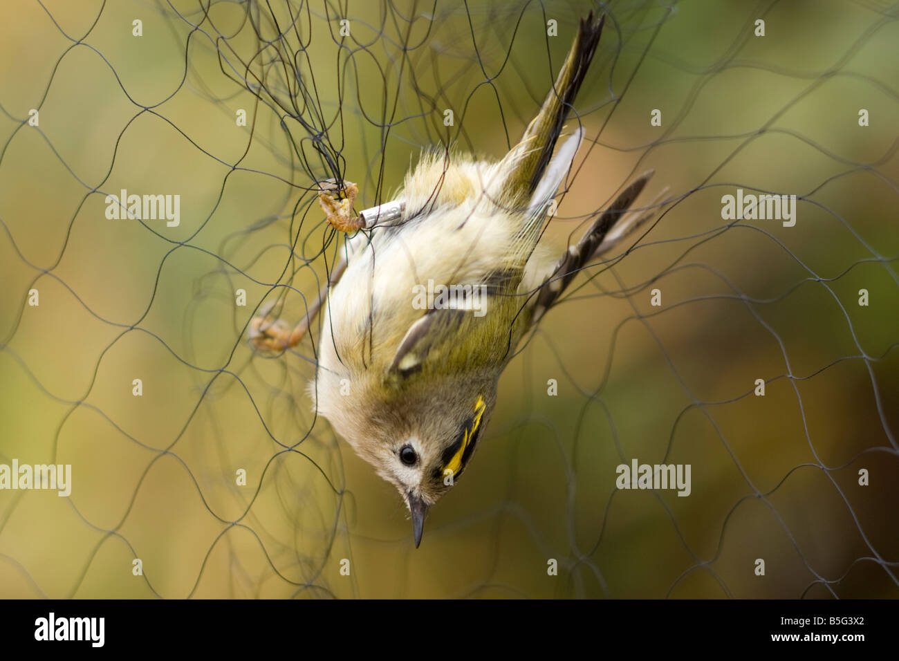 Bird trapped in mist nets hi-res stock photography and images - Alamy