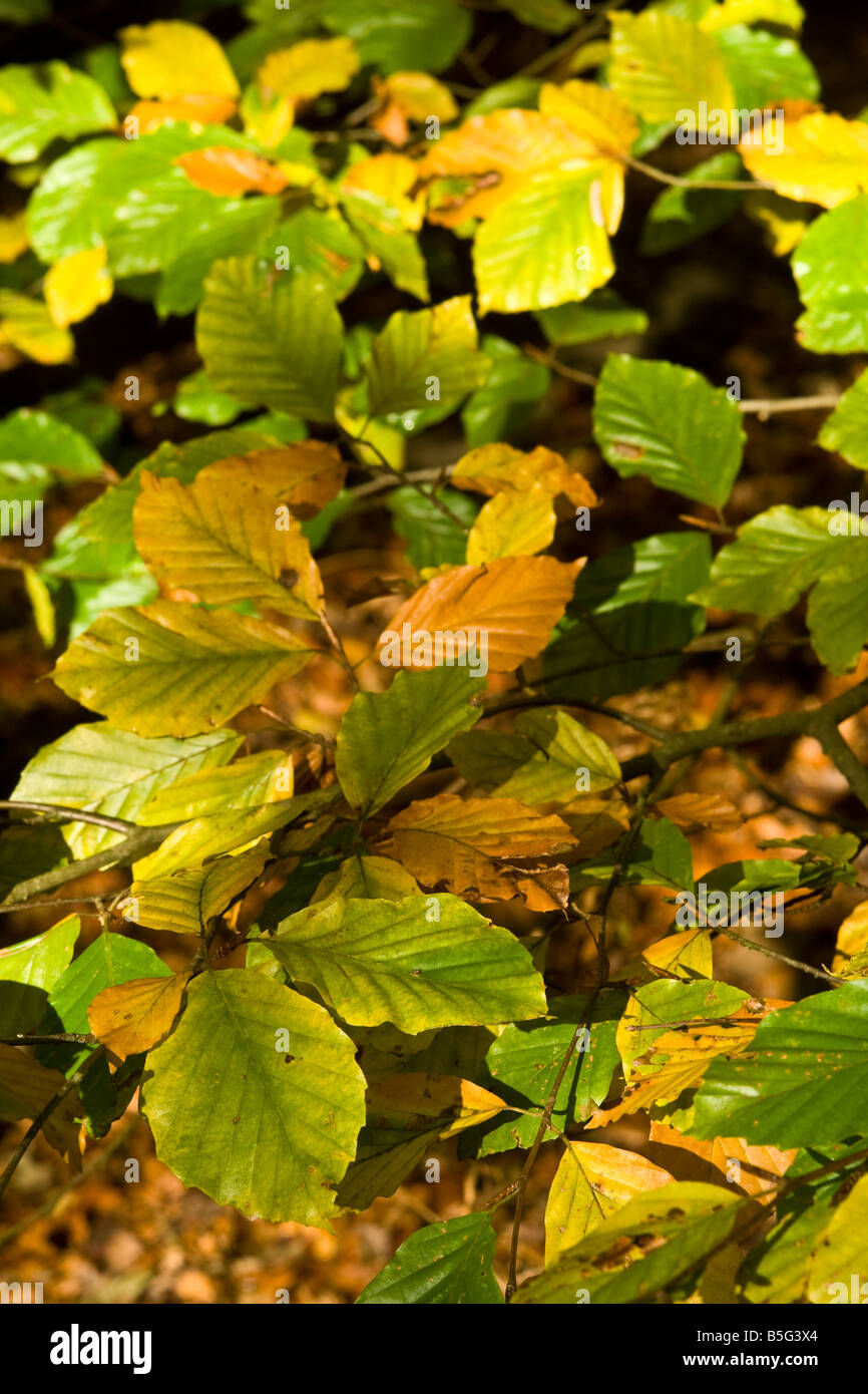 Uk leaves hi-res stock photography and images - Alamy