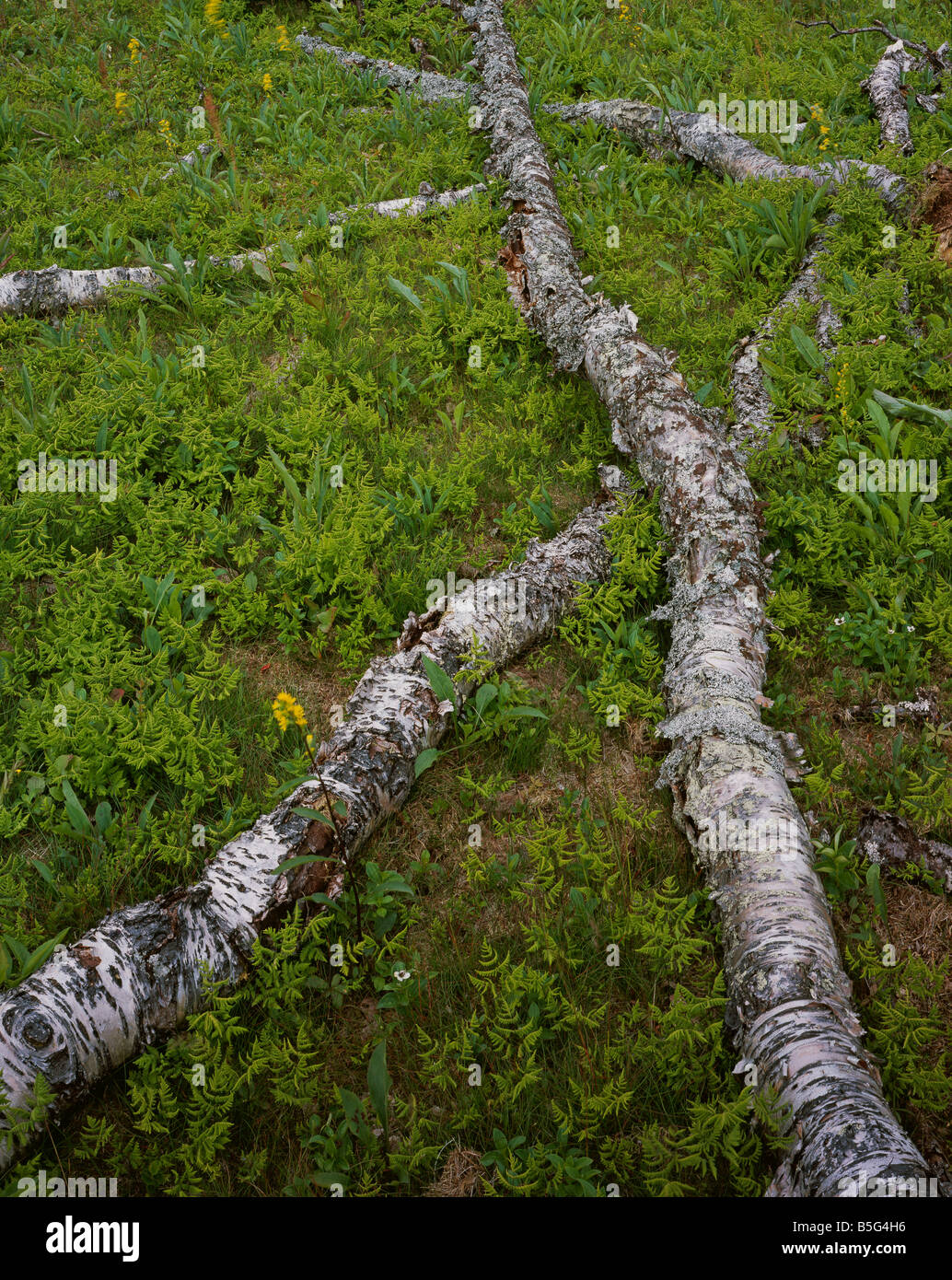 Arctic forest floor, Swedish Lapland, Sweden, Scandinavia Stock Photo ...