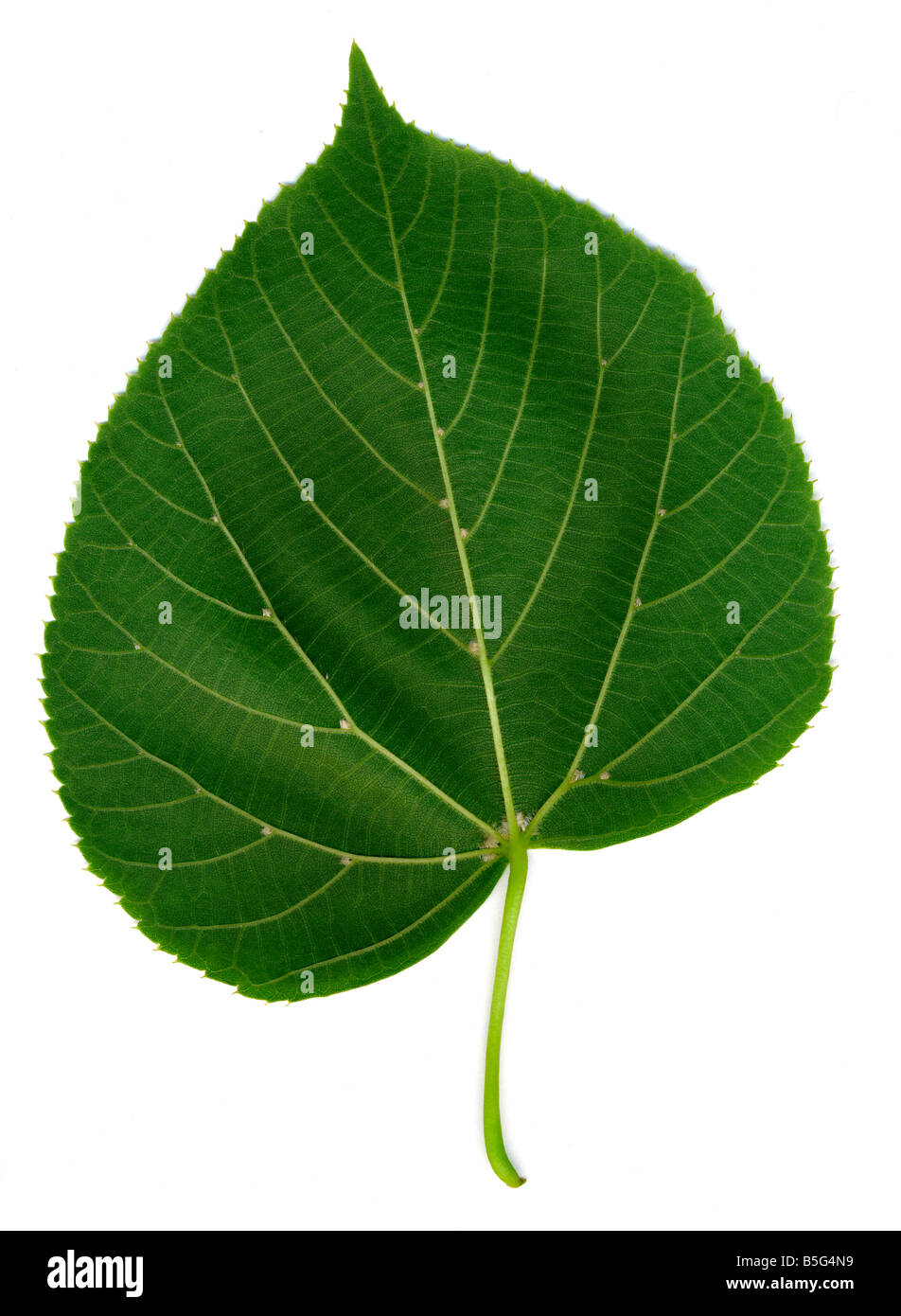 Leaf in the shadows Cut Out Stock Images & Pictures - Alamy