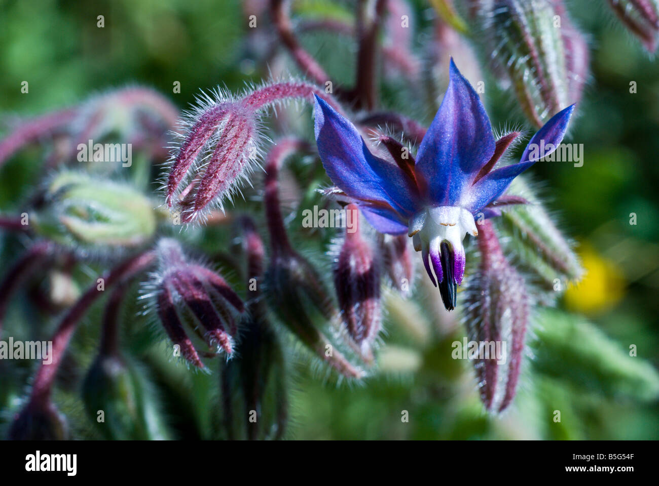 Boraginaceae hi-res stock photography and images - Alamy