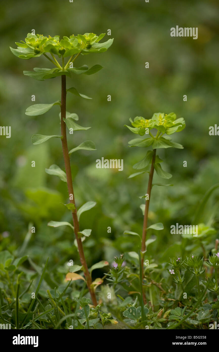 Sun Spurge Euphorbia Helioscopia High Resolution Stock Photography and ...