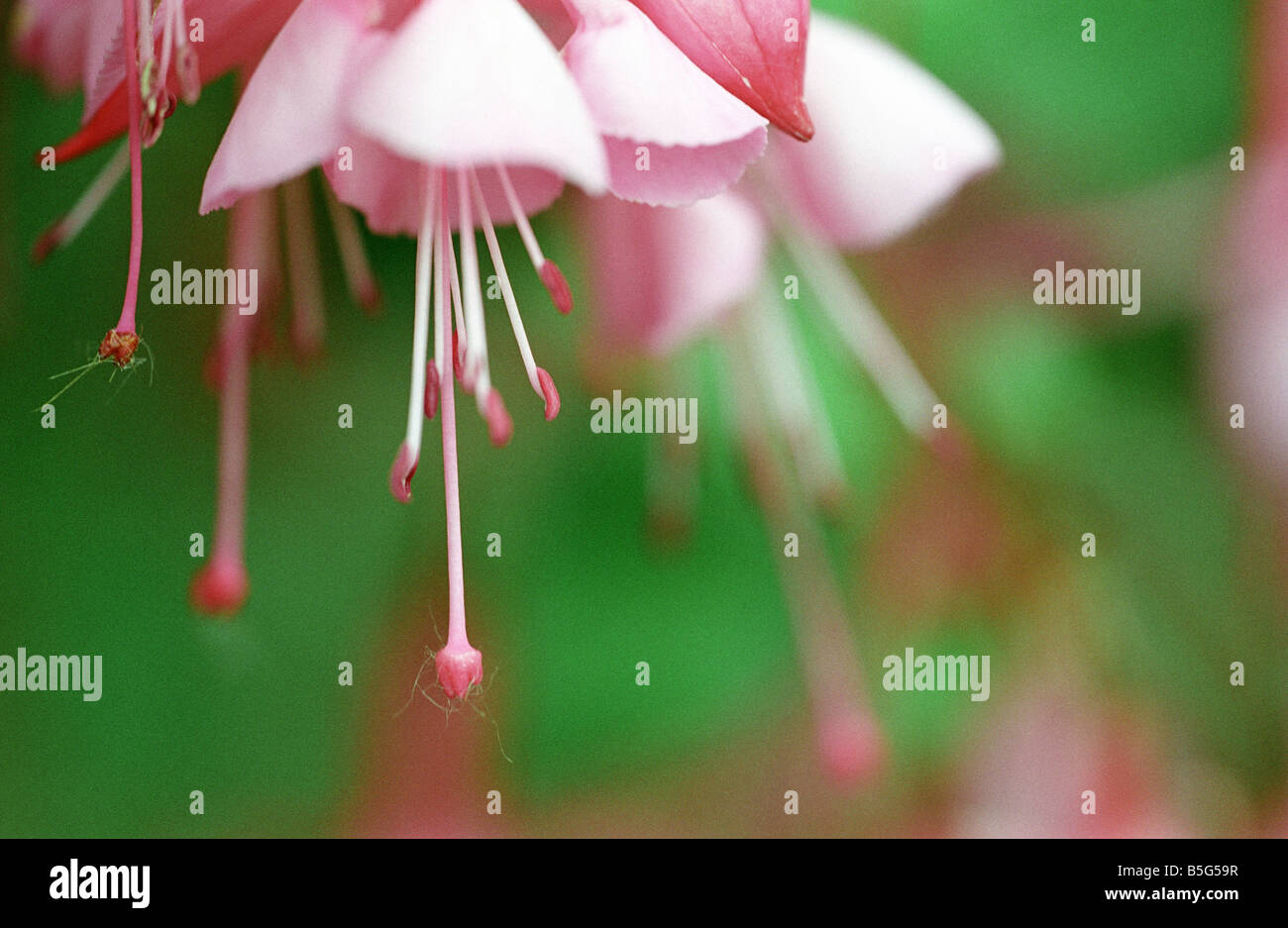 Fuchsia hang plant hi-res stock photography and images - Alamy