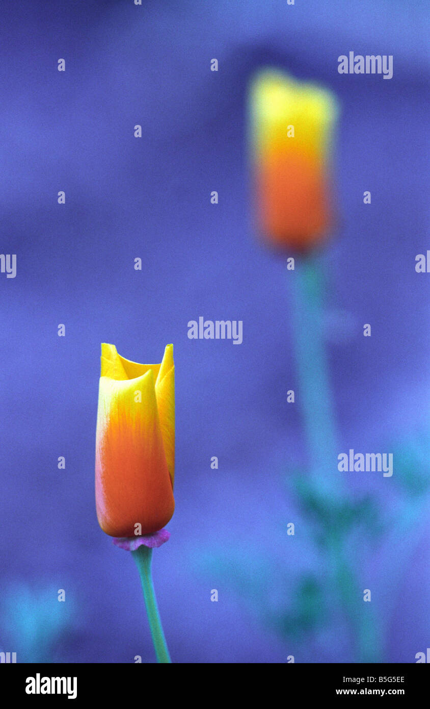 Two poppy flowers hi-res stock photography and images - Alamy