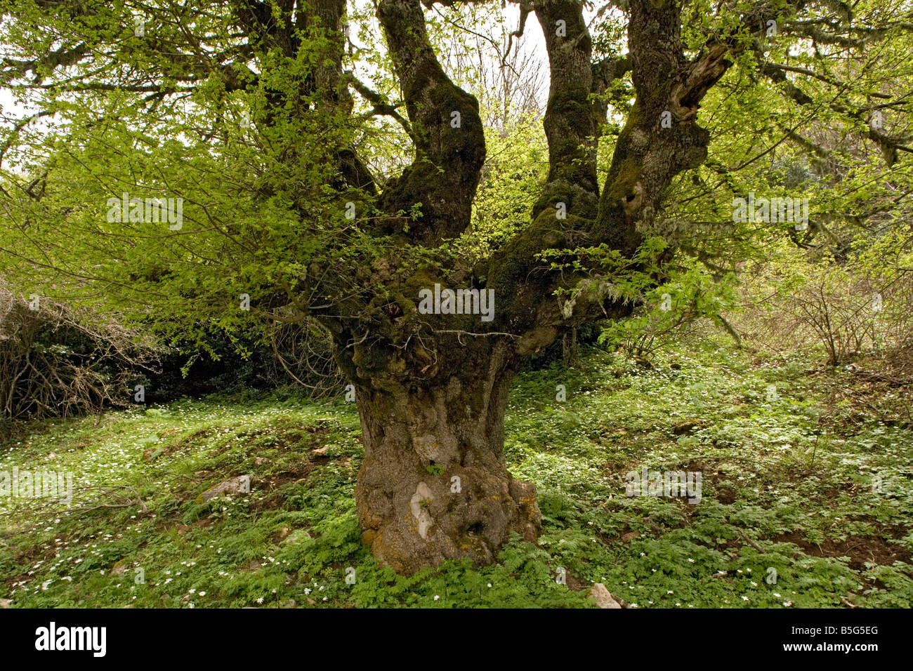 500 year old tree hi-res stock photography and images - Alamy