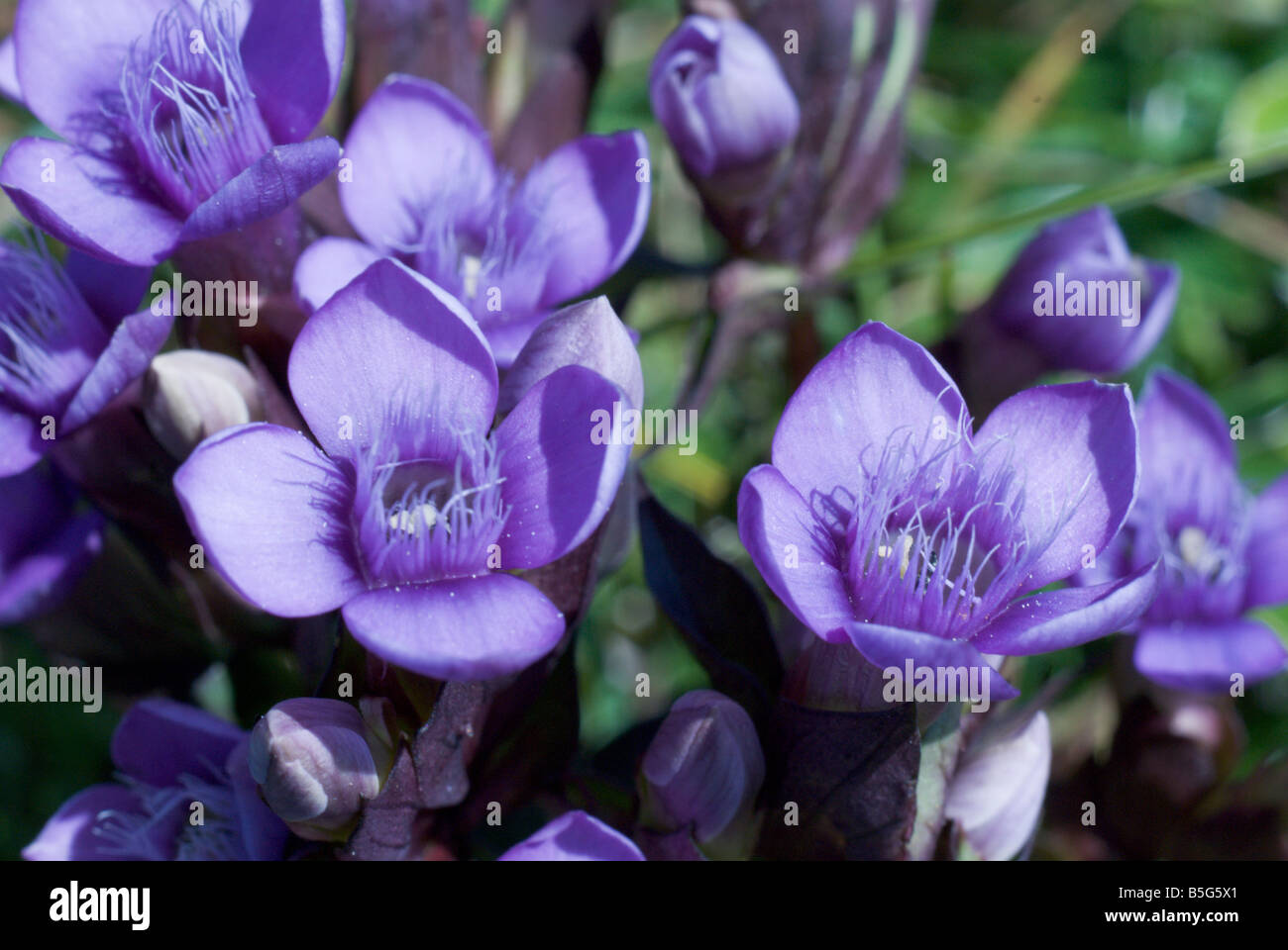 Gentianaceae hi-res stock photography and images - Alamy