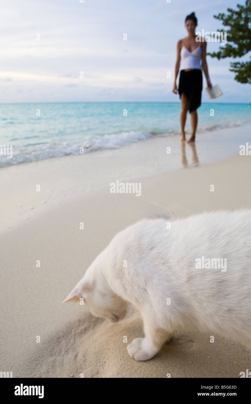 Cat walking on beach sunset hi-res stock photography and images - Alamy