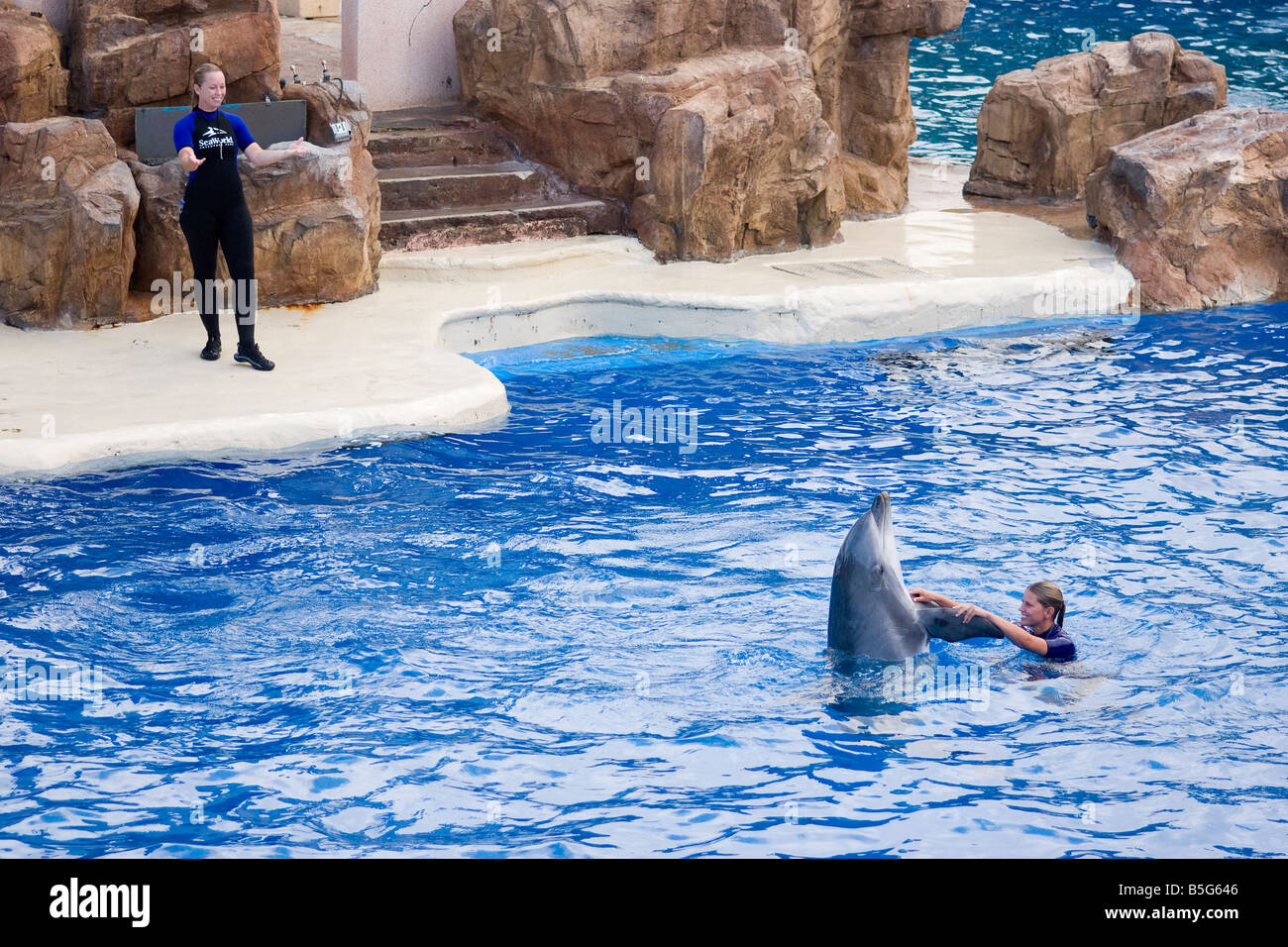 A SeaWorld dolphin trainer working with a dolphin at a show Stock Photo ...