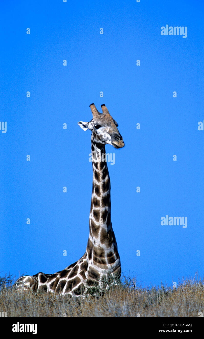 Giraffe Giraffa camelopardalis Kalagadi Transfrontier National Park ...