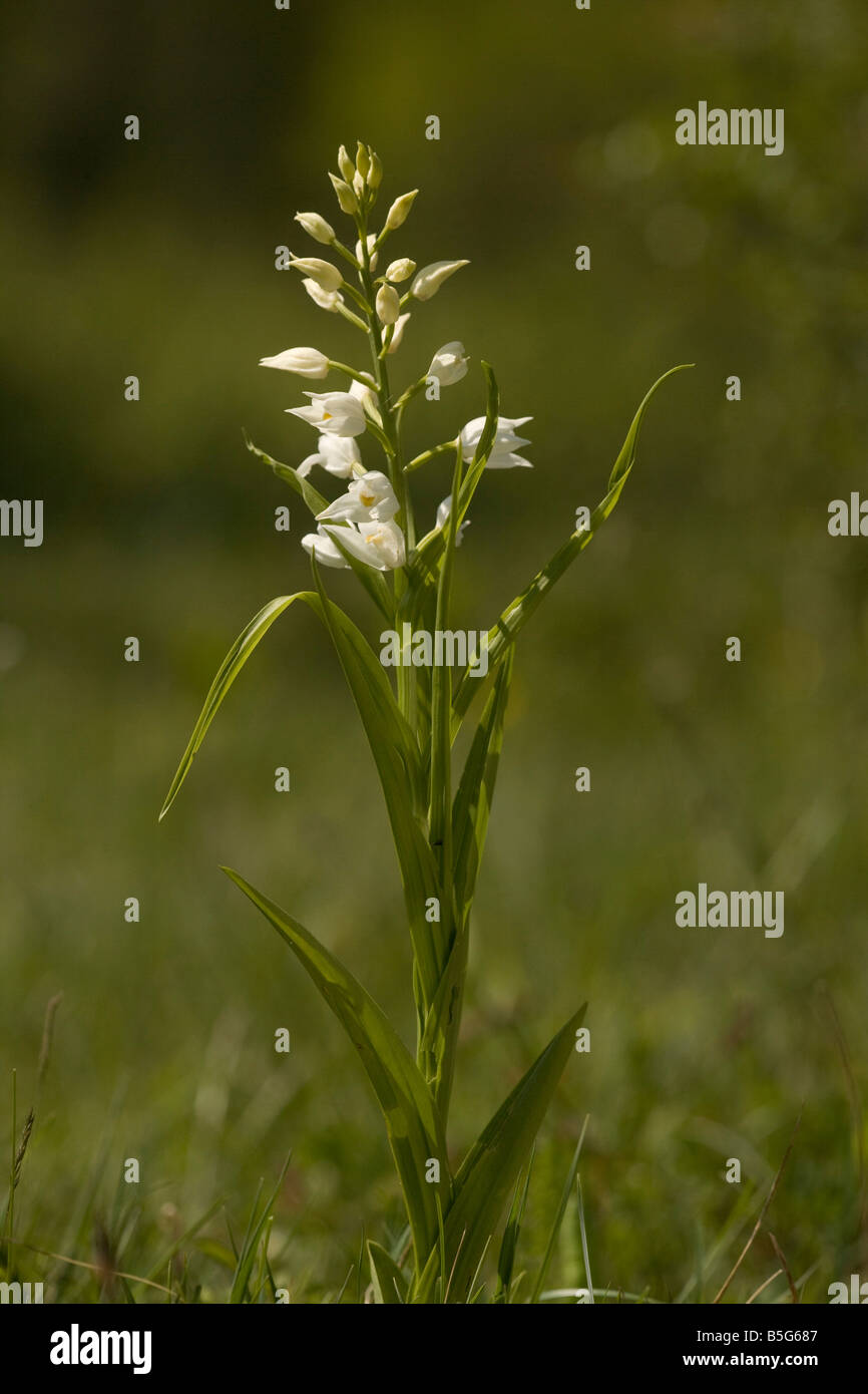 Sword Leaved Helleborine Cephalanthera Longifolia High Resolution Stock Photography and Images ...