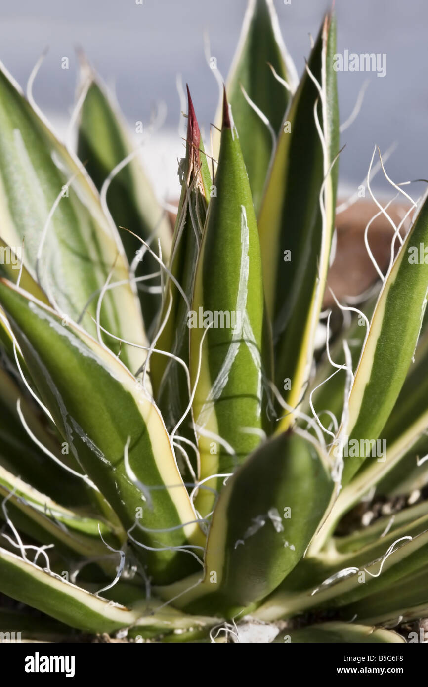 Agave filifera hi-res stock photography and images - Alamy