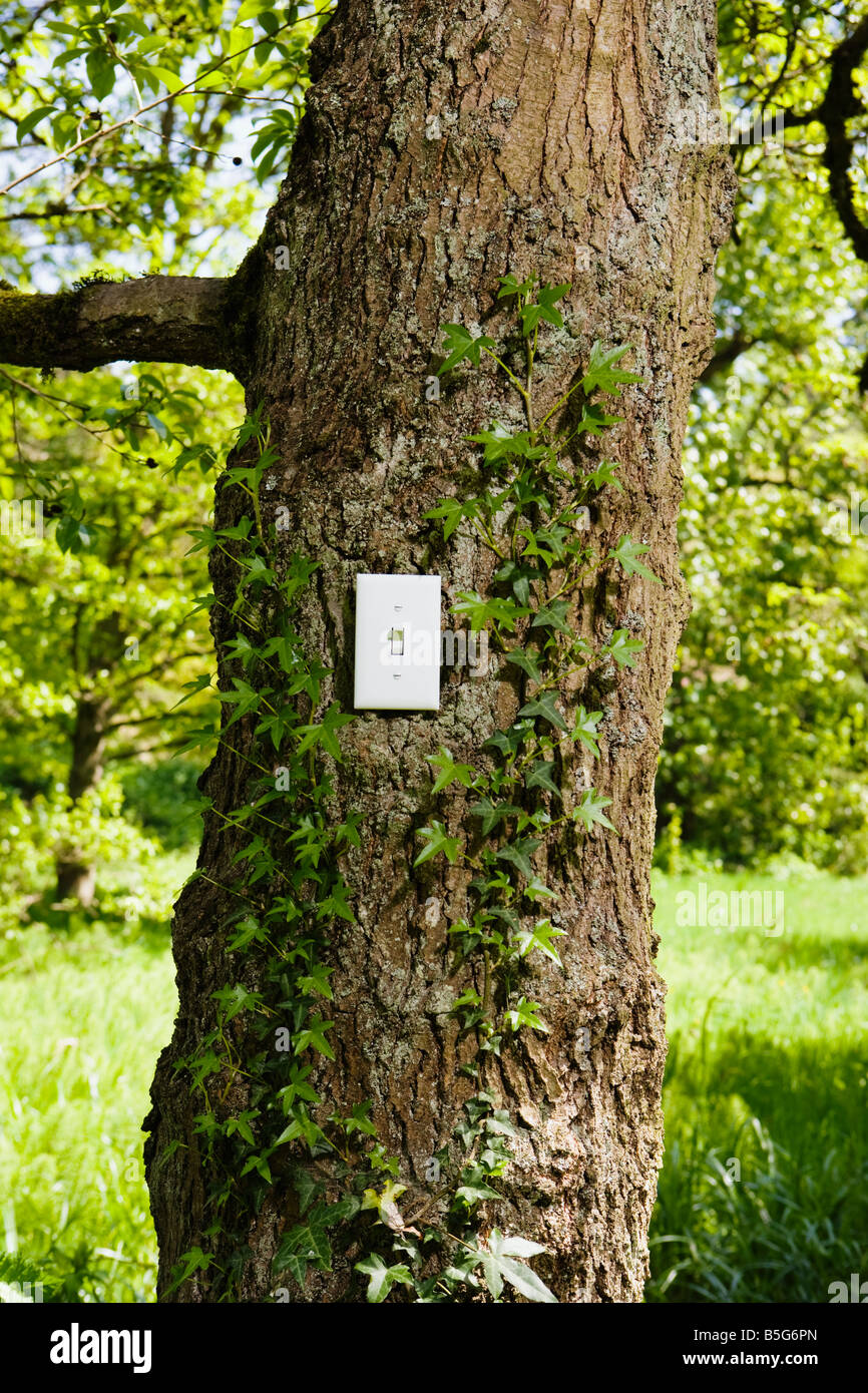 A light switch on a tree trunk in a forest Park like setting on a sunny ...