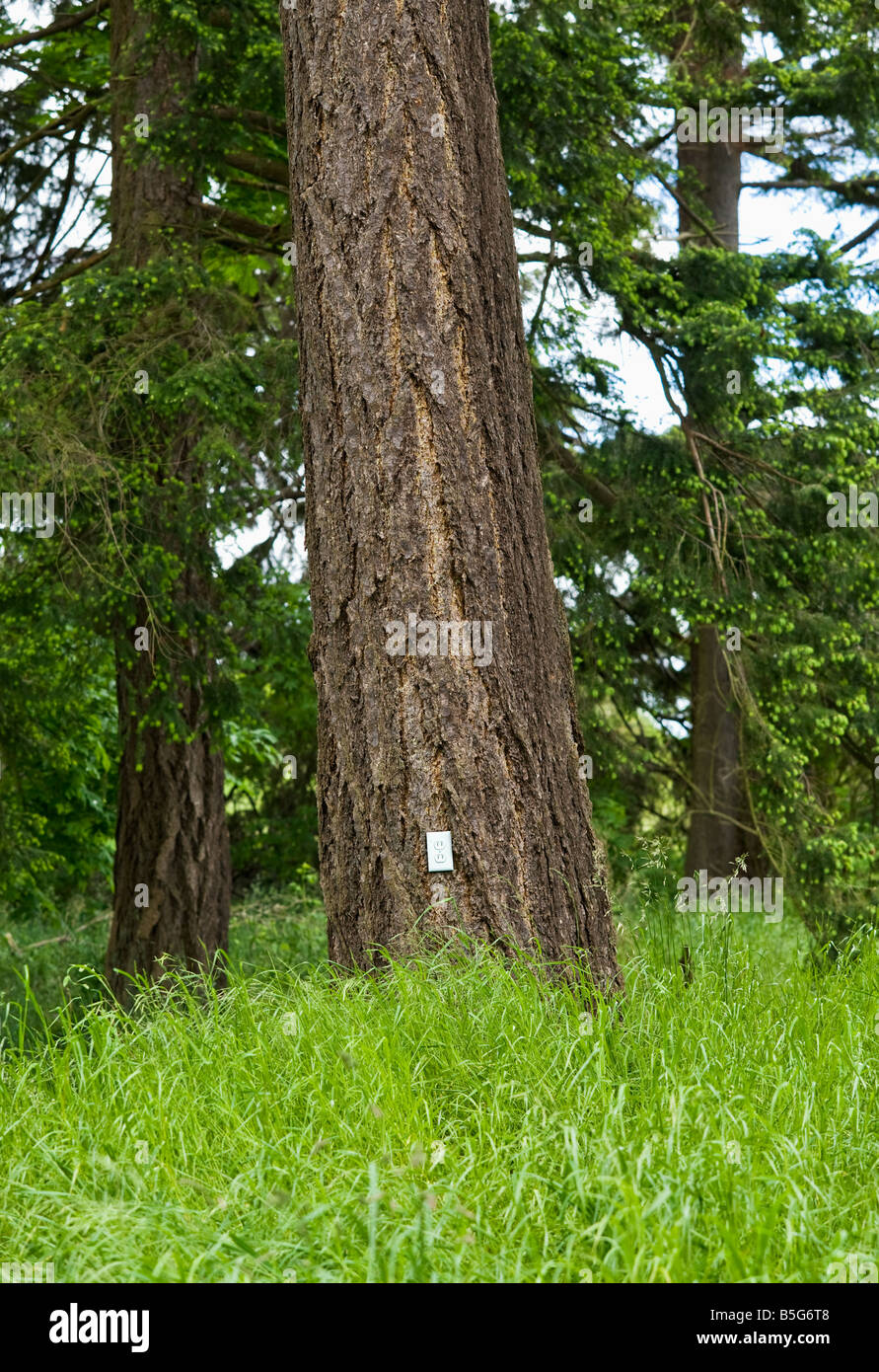 An electrical outlet on a tree in a grassy field Stock Photo - Alamy