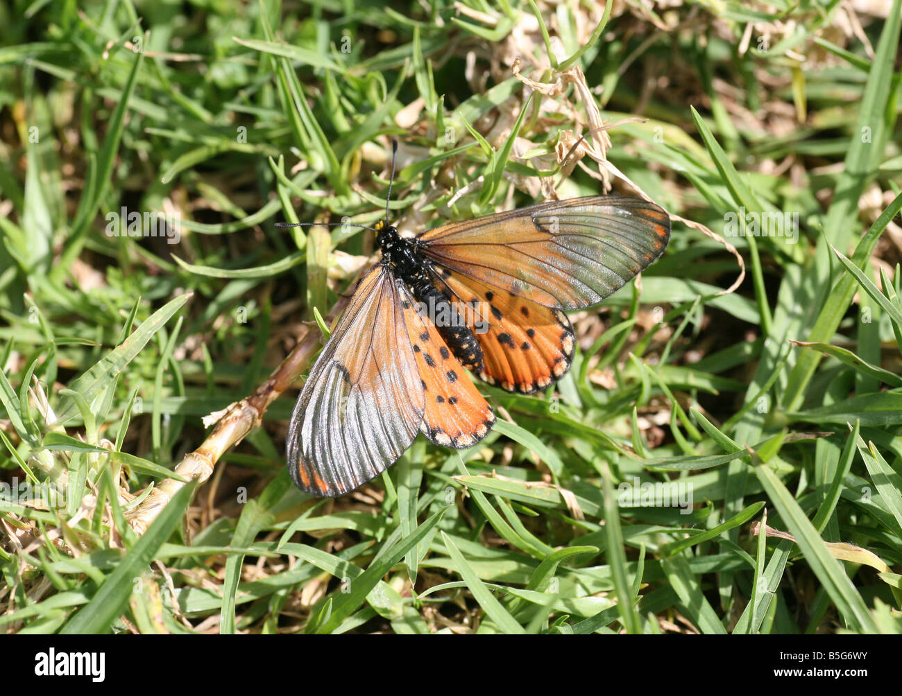 African butterfly hi-res stock photography and images - Alamy