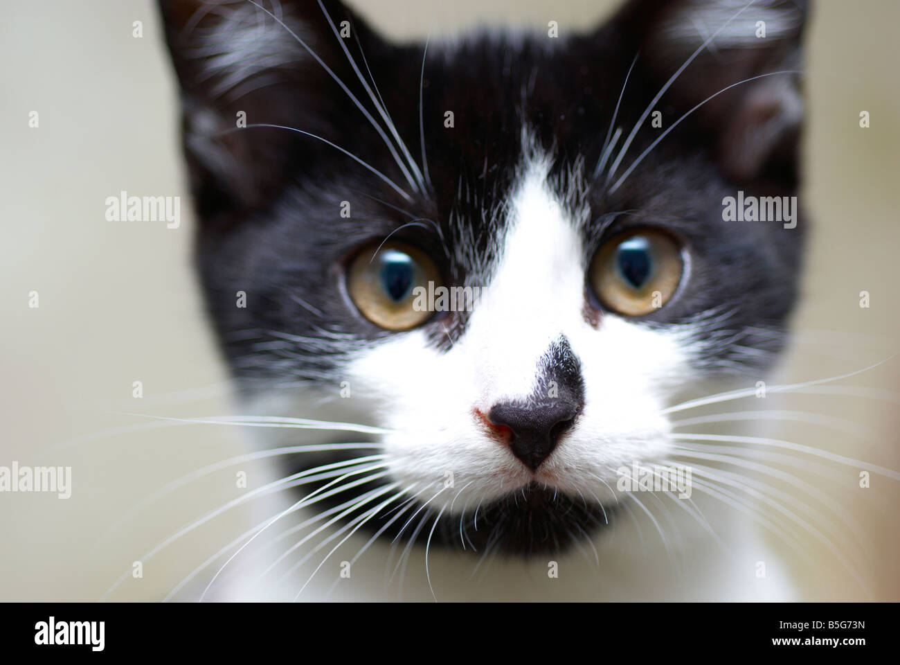 Domestic short-haired Kitten, male, UK. Photographed in the family home ...