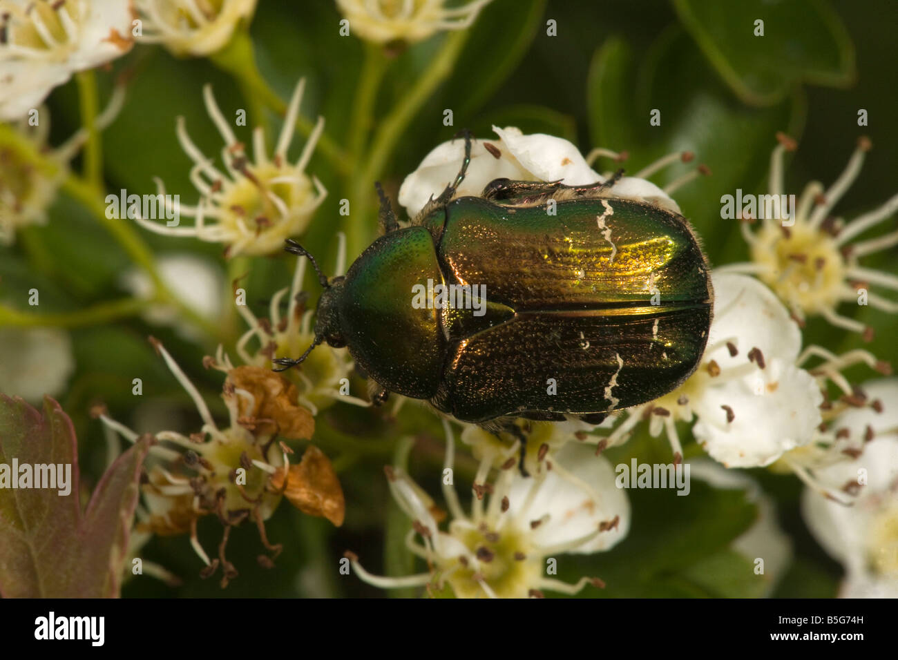 Rose chafer Cetonia aurata on hawthorn Larvae live in dead wood Stock ...