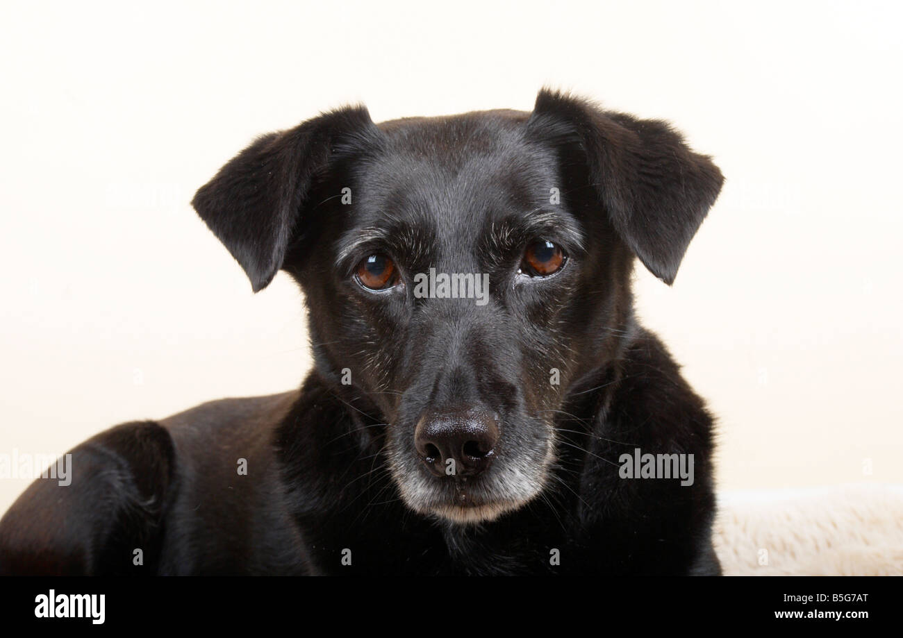 black labrador cross sat curled up on the floor Stock Photo - Alamy