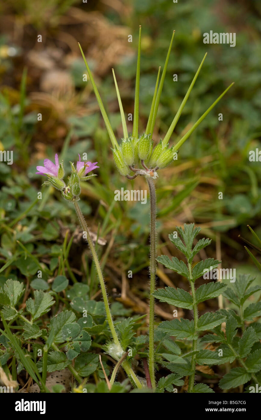 Musk Storksbill Erodium moschatum Stock Photo - Alamy