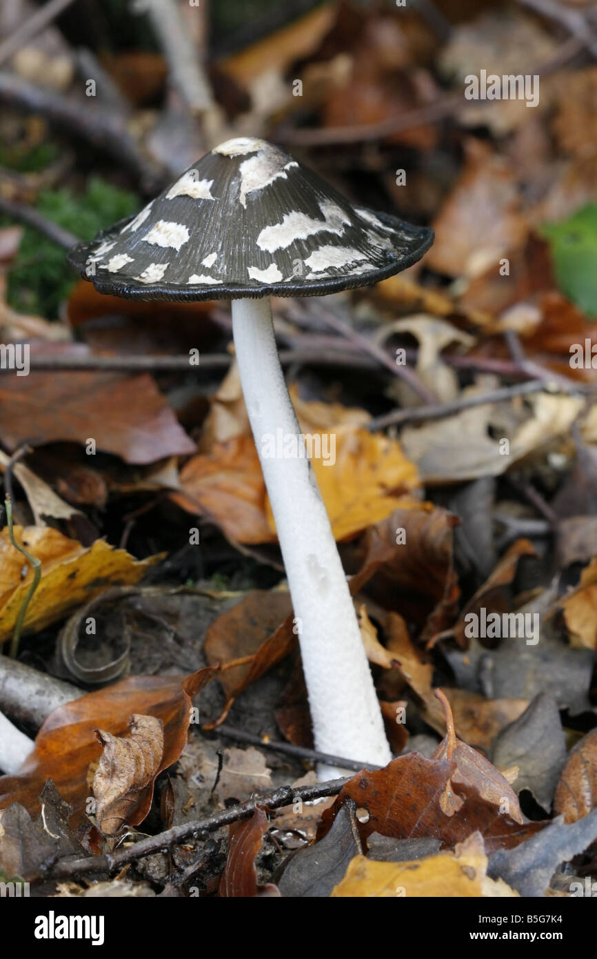 Magpie Inkcap Mushroom High Resolution Stock Photography and Images - Alamy