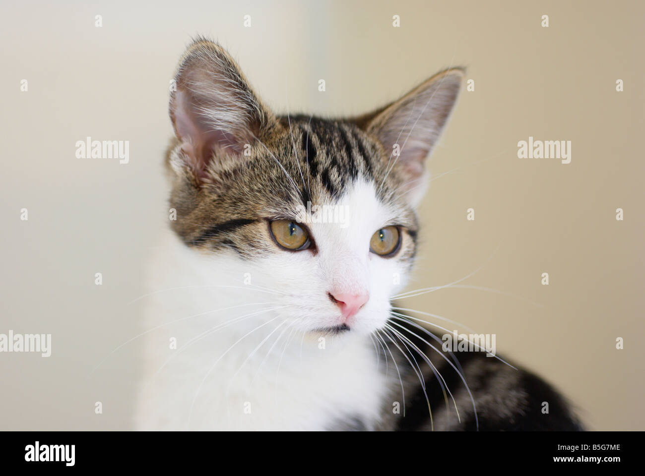 young male cat Stock Photo - Alamy