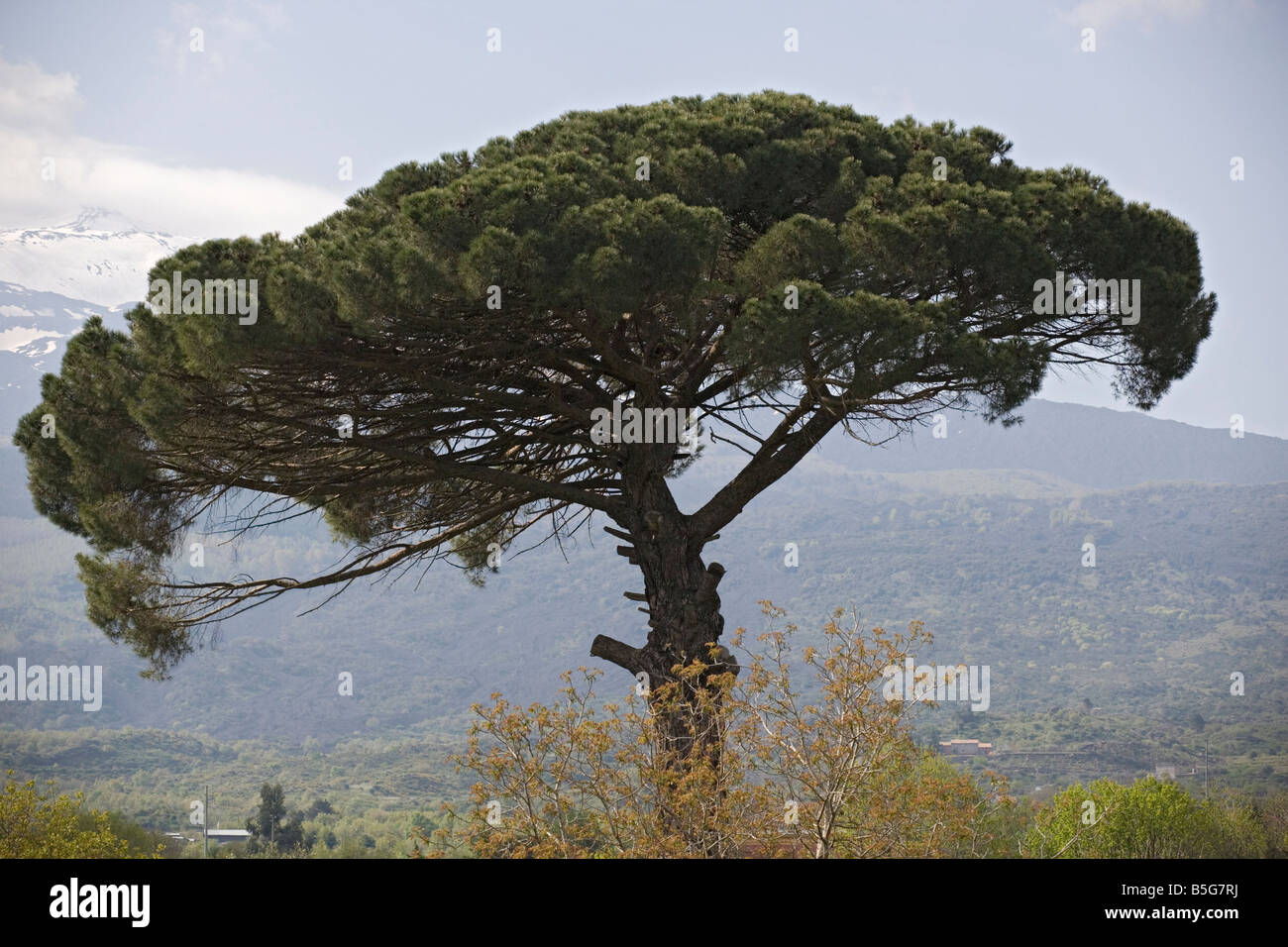 Umbrella Pine Pinus pinea in Sicilian landscape on the slopes of Mount ...