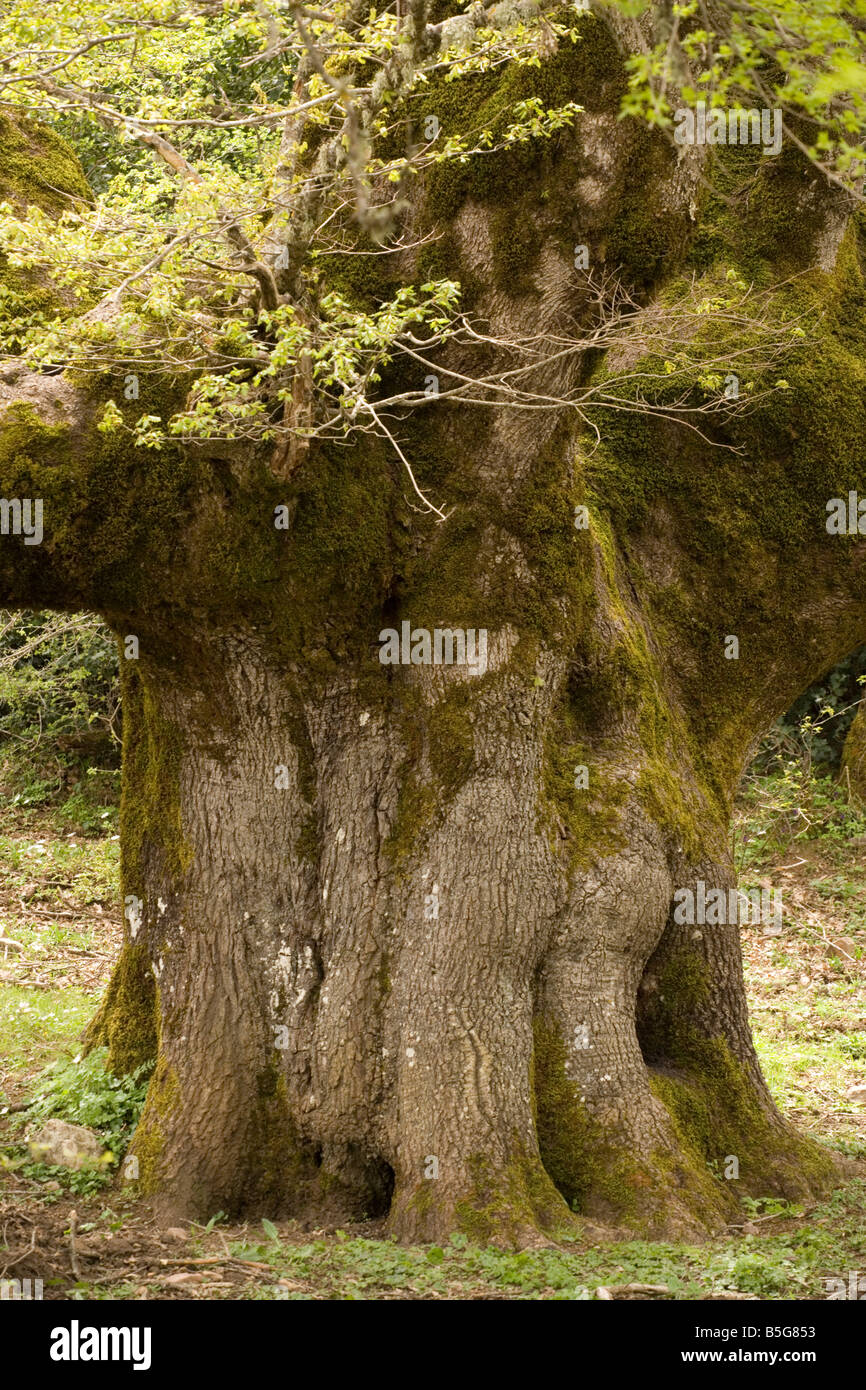 Ancient 600 year old Sessile Oak Quercus petraea in the mountains of ...