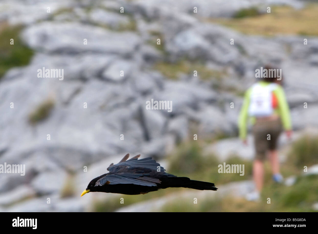 Chough bird hi-res stock photography and images - Alamy