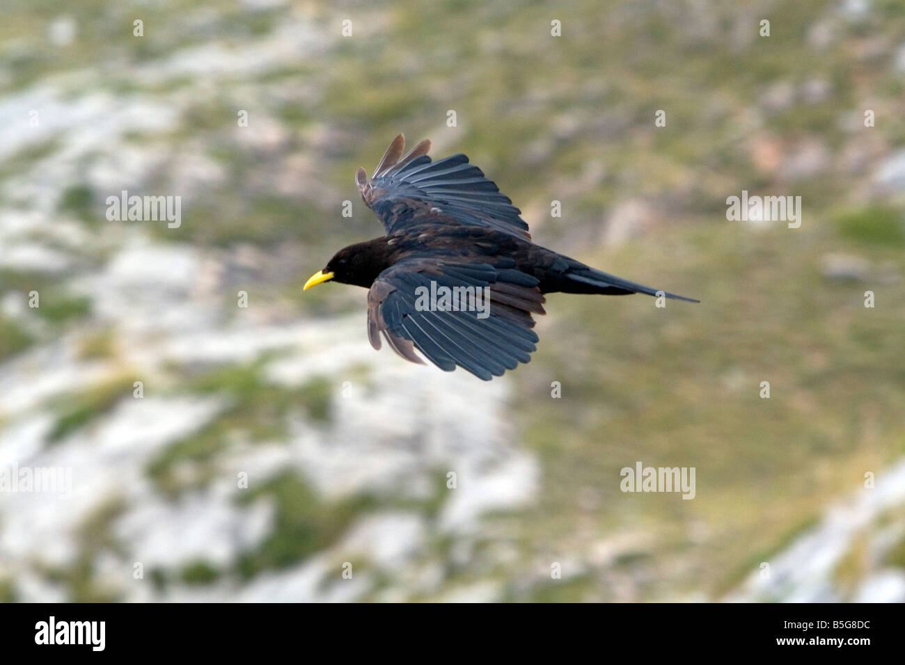 Chough bird hi-res stock photography and images - Alamy