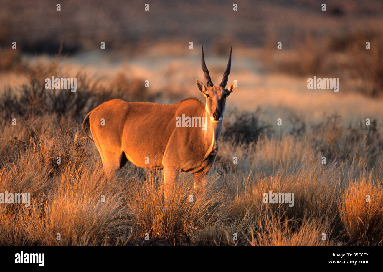 Aroab district hi-res stock photography and images - Alamy