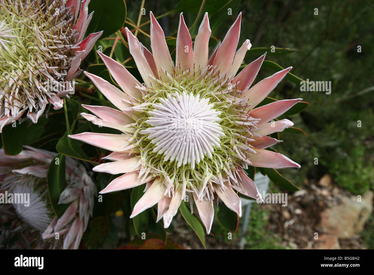 Protea flower head hi-res stock photography and images - Alamy