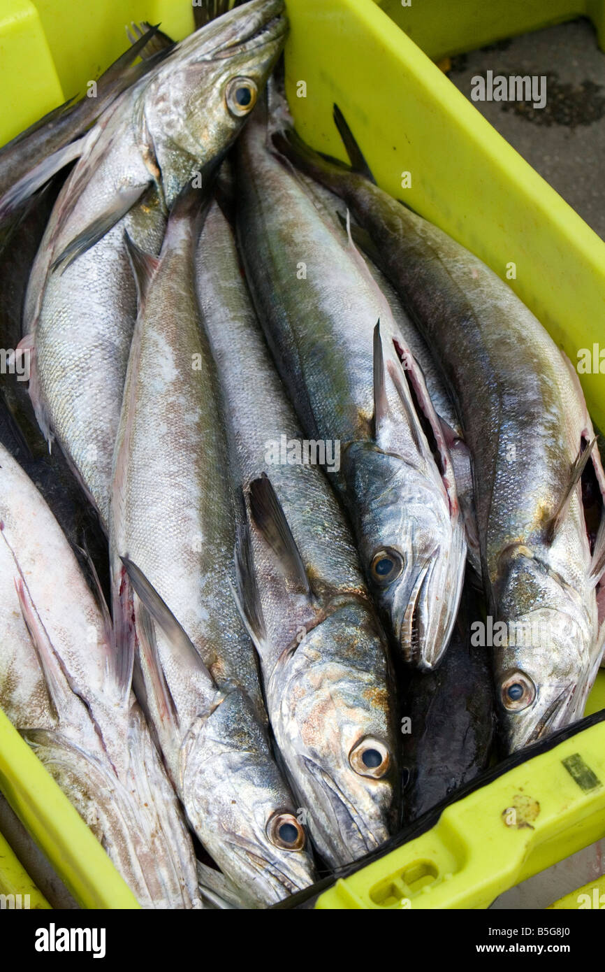 Fish caught by commercial fisherman in the harbor at Llanes Asturias ...