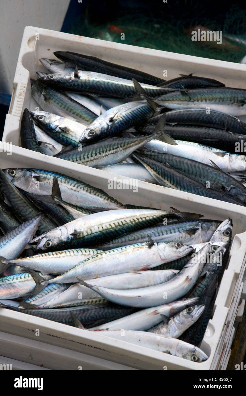 Commercial fish hi-res stock photography and images - Alamy