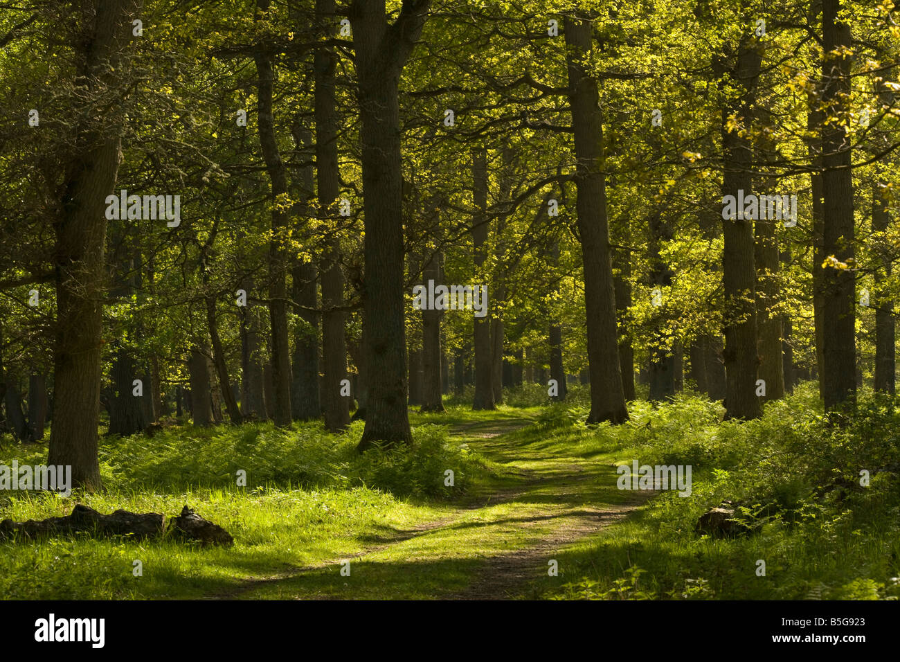 Ottenby Lund Forest Oland south Sweden Ancient broadleaved oak ...