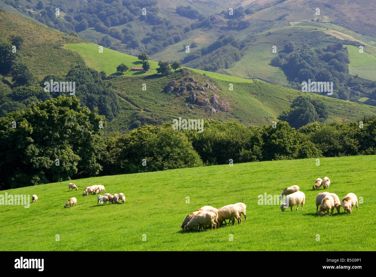 Spain sheep sheep hi-res stock photography and images - Alamy