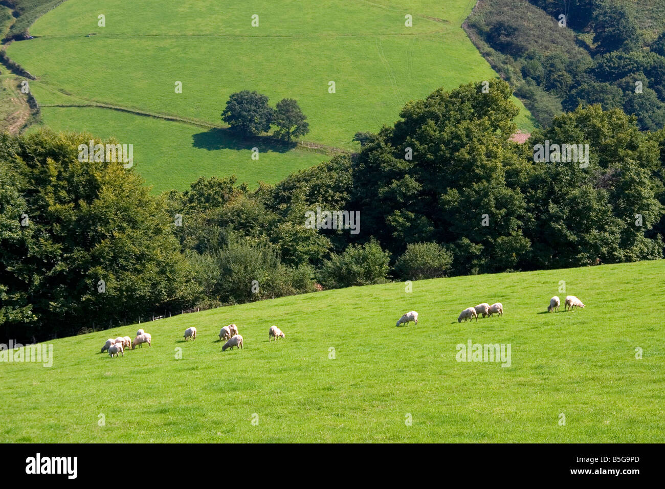 Spain Sheep Sheep High Resolution Stock Photography and Images - Alamy
