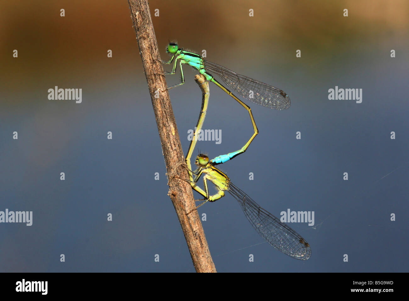 Damselflies coupling hi-res stock photography and images - Alamy