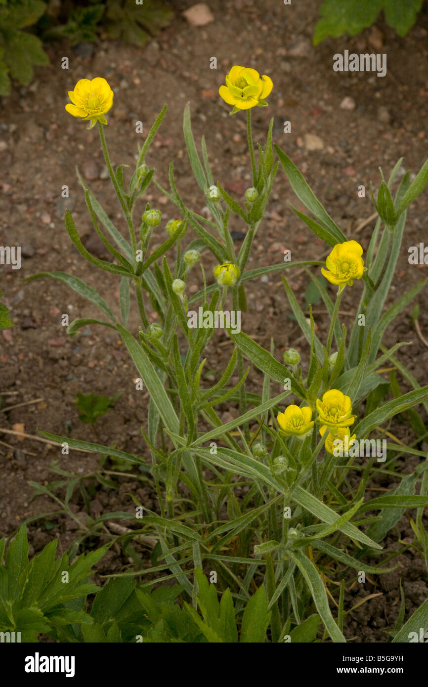 European buttercup hi-res stock photography and images - Alamy