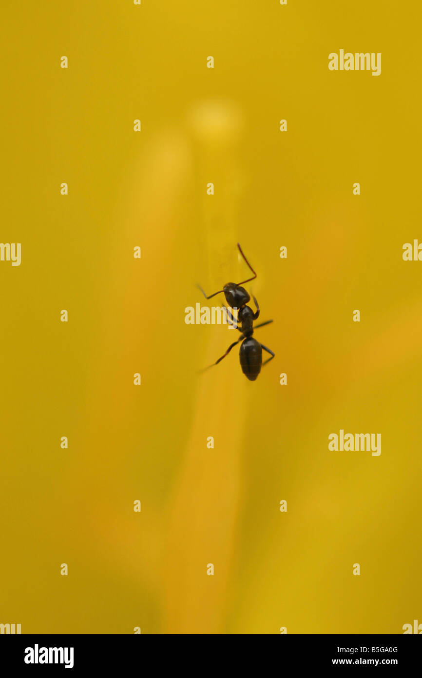 Insects ants ant hi-res stock photography and images - Alamy